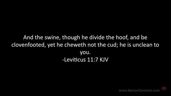 leviticus 11 7
