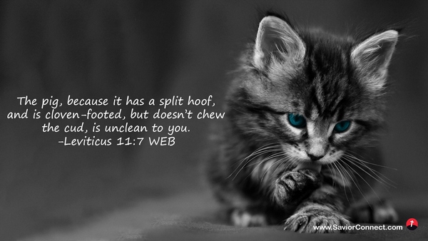 split hooves animals bible