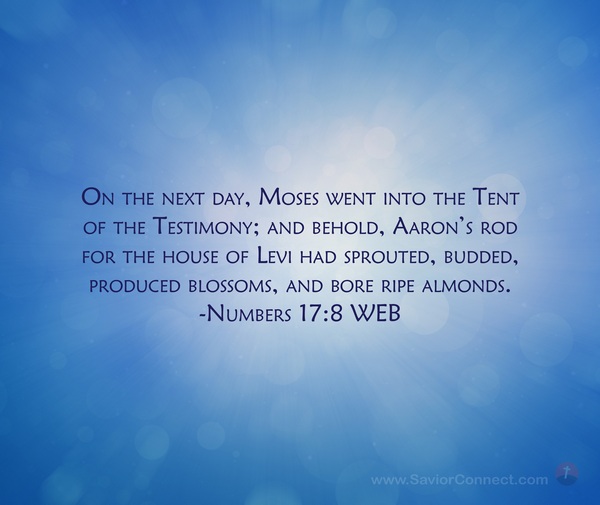 numbers 17 commentary